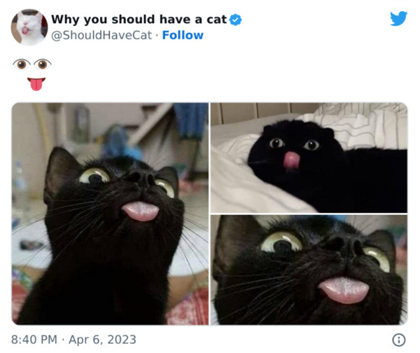Reasons why you should have a cat, as told by the internet