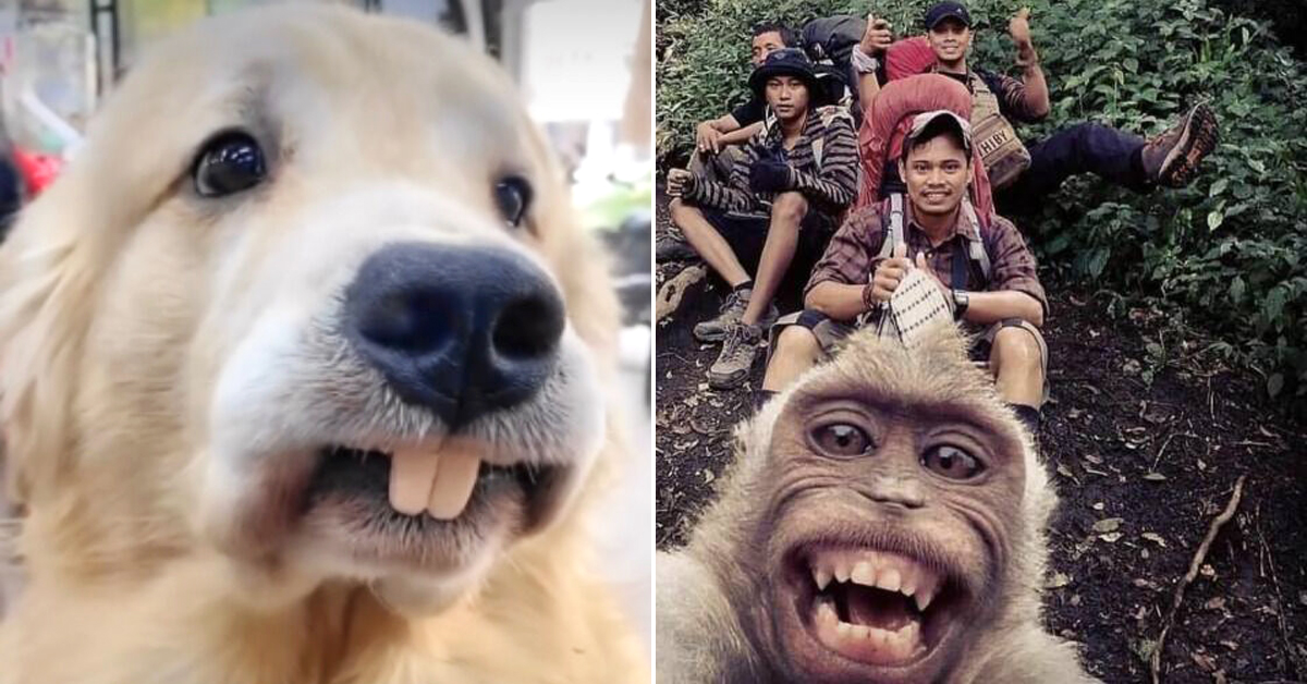A compilation of the funniest animals found around the web this month!