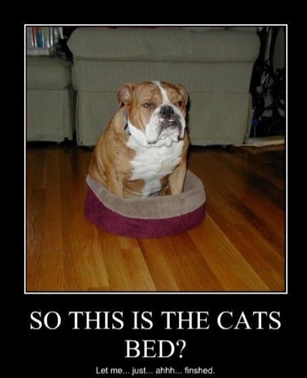 The Doggos Are Out to Play