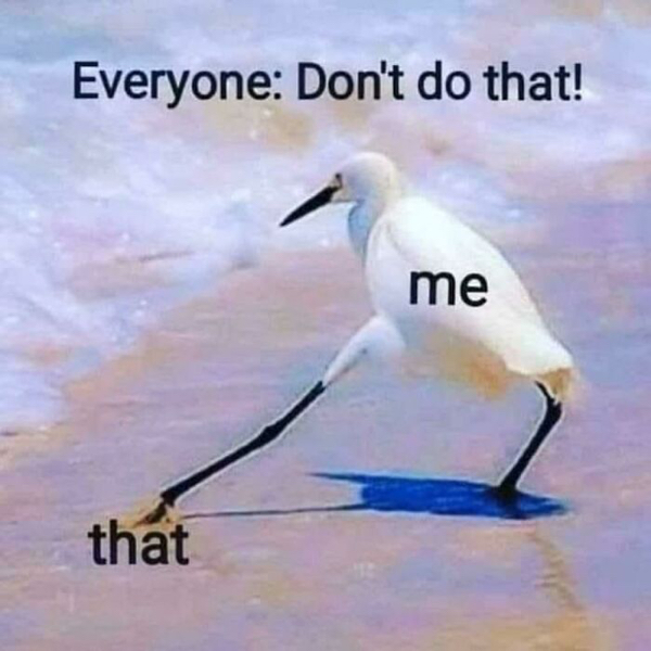 Bird memes that aren't just for avian enthusiasts