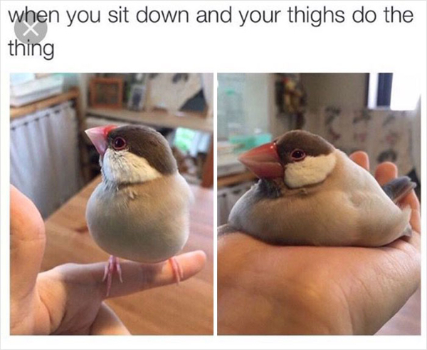 Bird memes that aren't just for avian enthusiasts