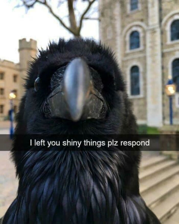 Bird memes that aren't just for avian enthusiasts