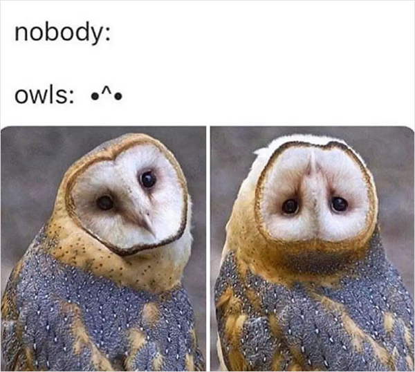 Bird memes that aren't just for avian enthusiasts