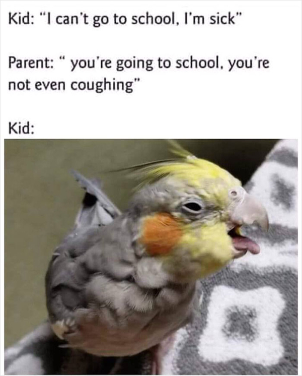 Bird memes that aren't just for avian enthusiasts