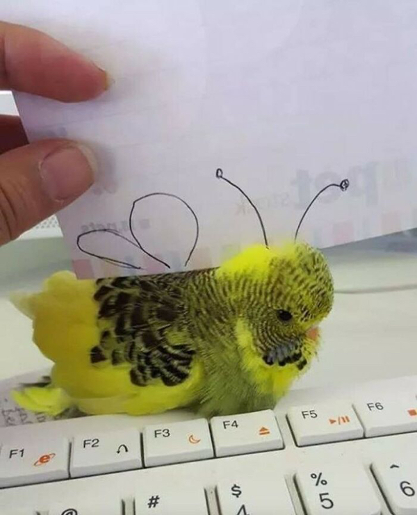 Bird memes that aren't just for avian enthusiasts