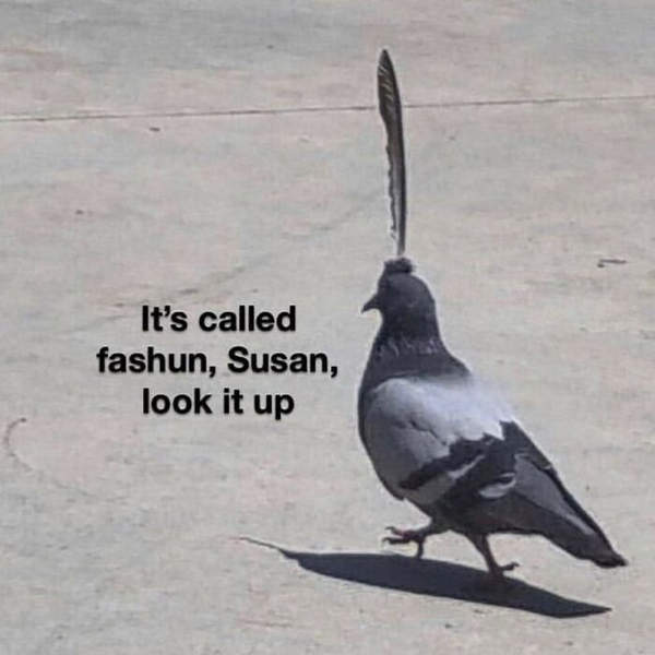 Bird memes that aren't just for avian enthusiasts