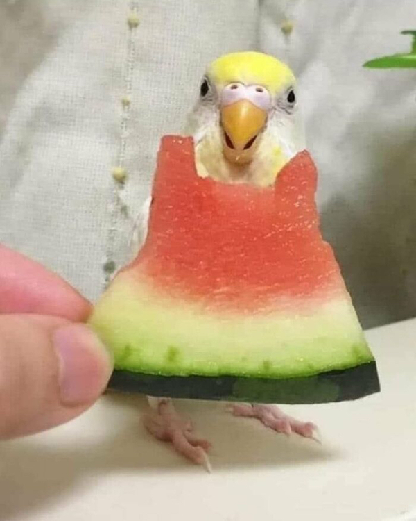 Bird memes that aren't just for avian enthusiasts