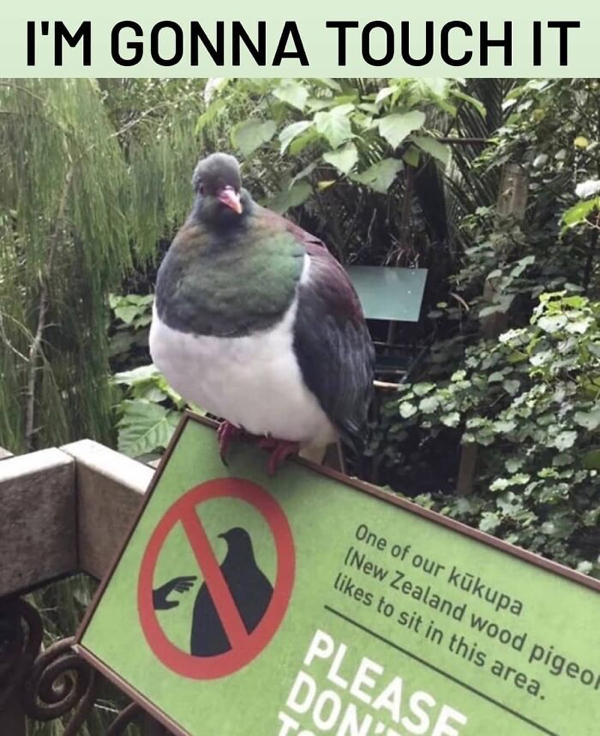 Bird memes that aren't just for avian enthusiasts