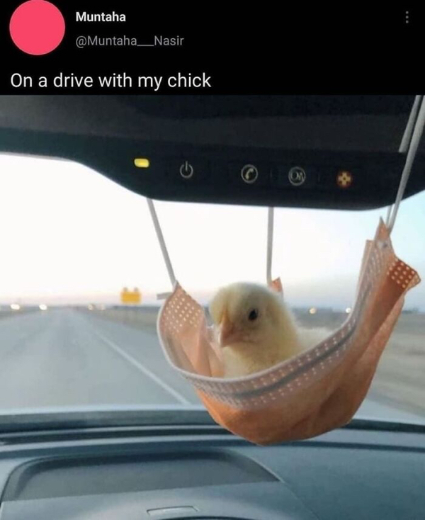 Bird memes that aren't just for avian enthusiasts