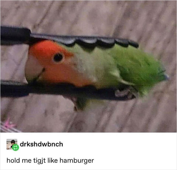 Bird memes that aren't just for avian enthusiasts