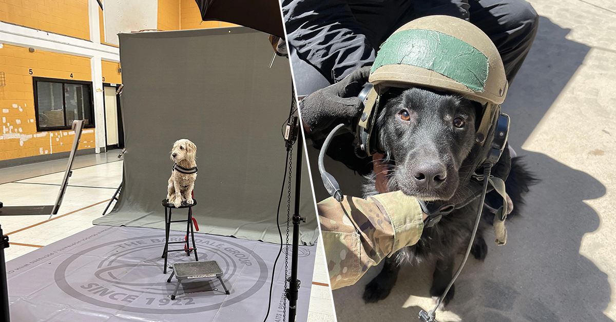 Dogs with jobs clocking in to put a smile on your face this weekend