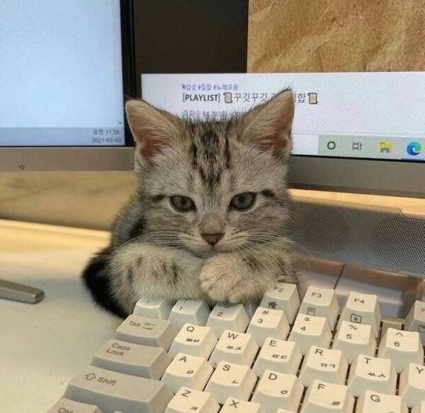 Saturdays Are for Da Cats