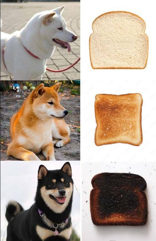 We’re Dog People over Here