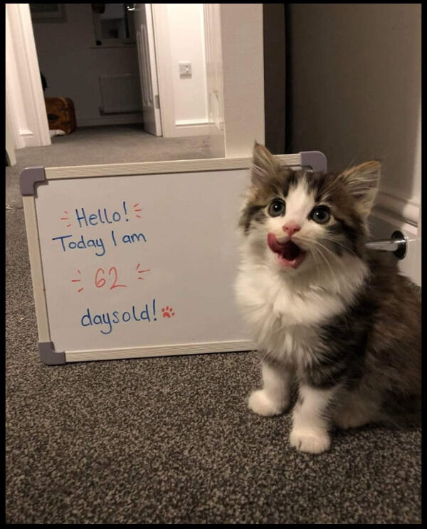 Saturdays Are for Da Cats