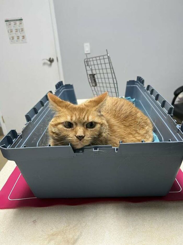 Cats are fed up with their humans and they'd be wise to tread lightly