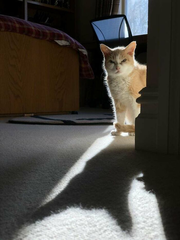 Cats are fed up with their humans and they'd be wise to tread lightly