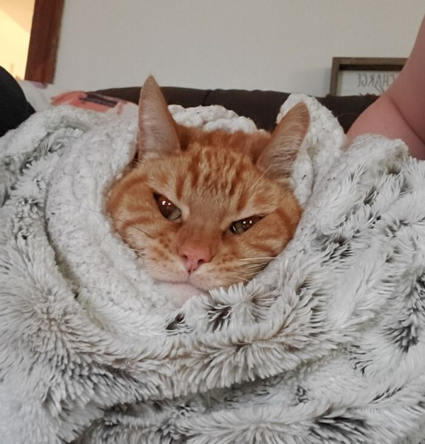 Cats are fed up with their humans and they'd be wise to tread lightly