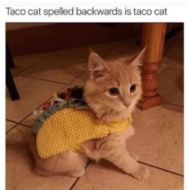 Saturdays Are for Da Cats