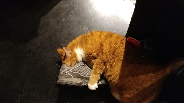 Saturdays Are for Da Cats