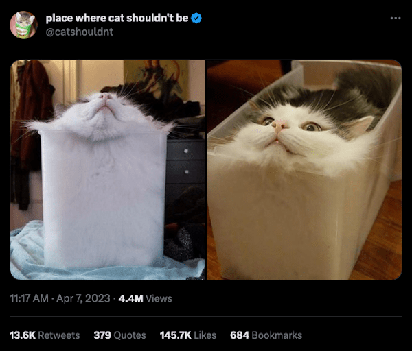 Cats are masters at getting into strange places & situations