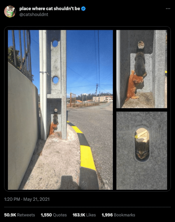 Cats are masters at getting into strange places & situations