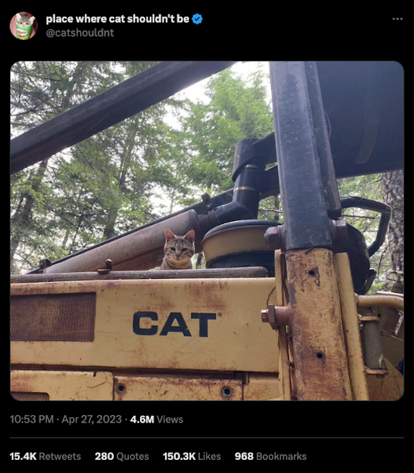 Cats are masters at getting into strange places & situations