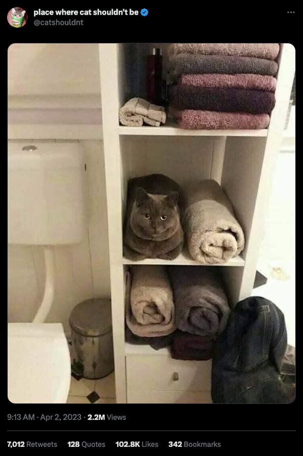 Cats are masters at getting into strange places & situations