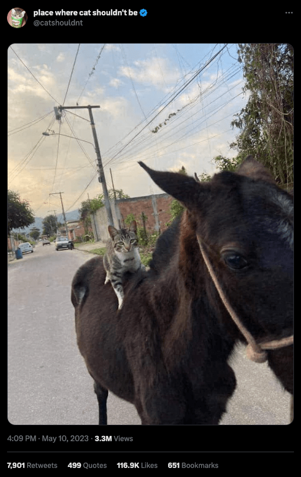 Cats are masters at getting into strange places & situations