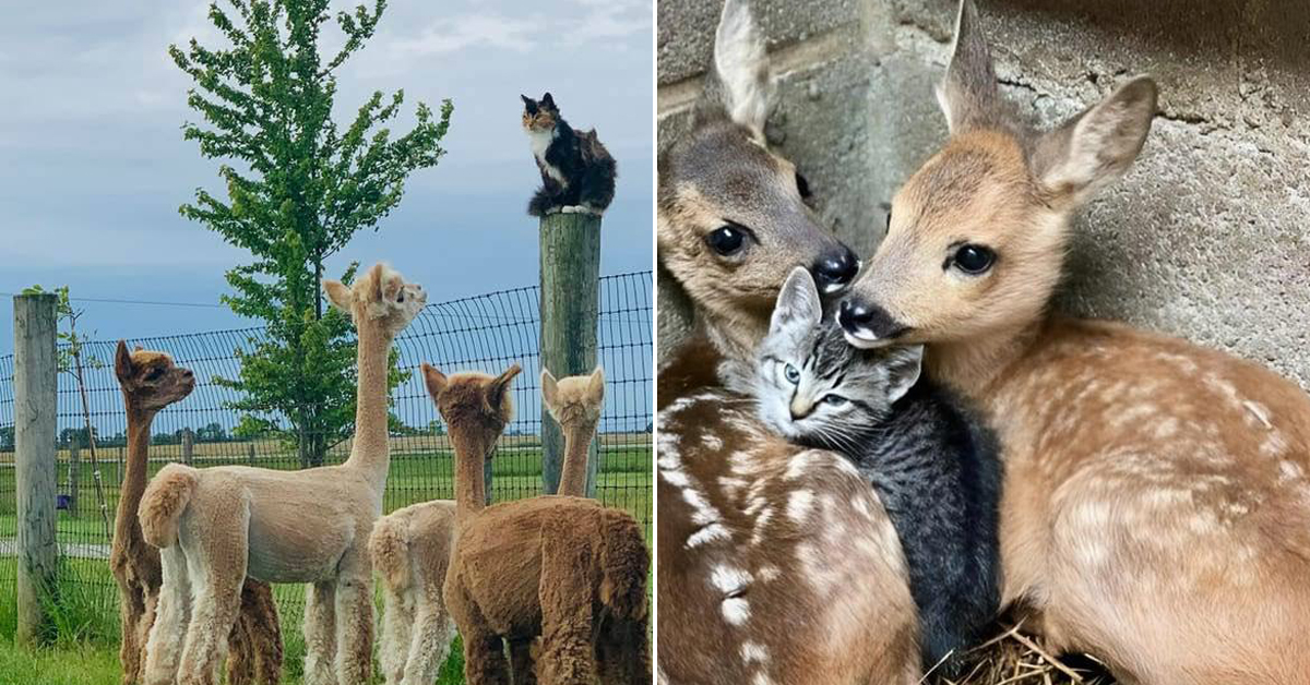 Funny Animal Pictures | Funny Pet Videos - theCHIVE