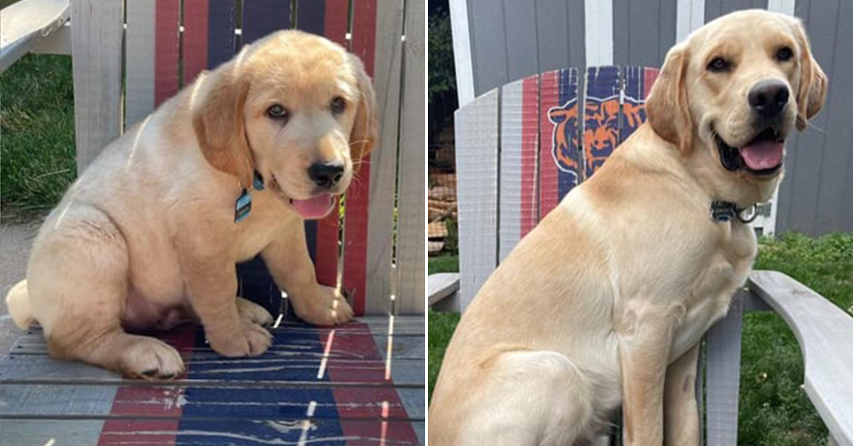 Funny Animal Pictures | Funny Pet Videos - theCHIVE