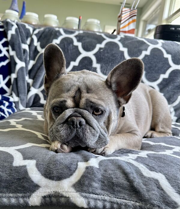 It’s a Dog’s World... And We Love It