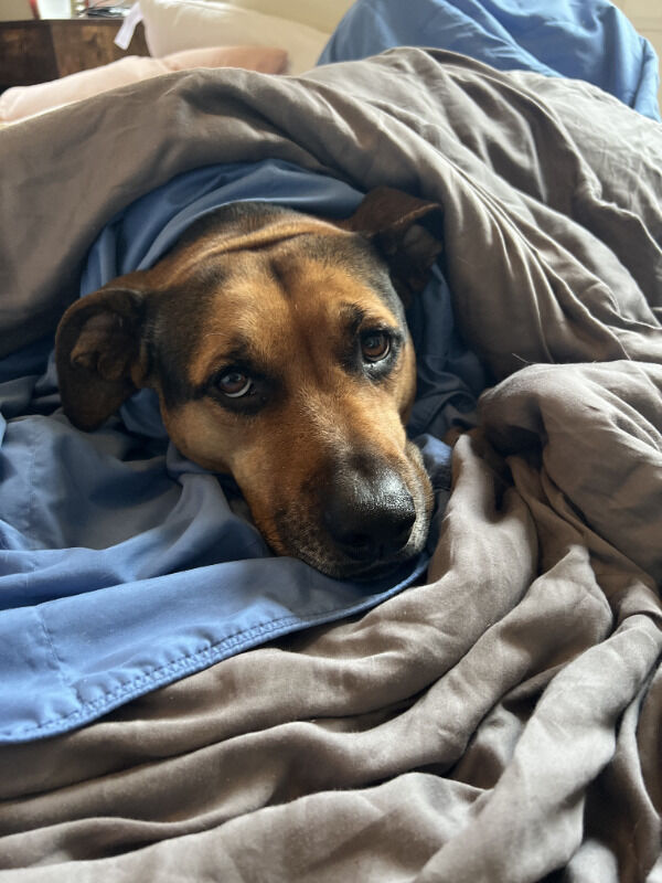 It’s a Dog’s World... And We Love It