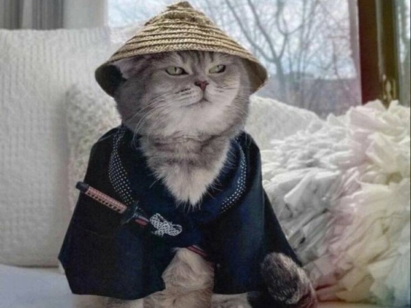 Saturdays Are for Da Cats