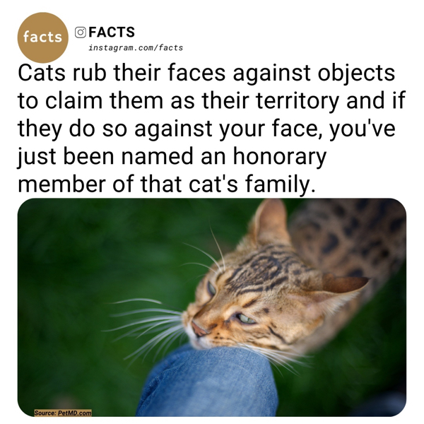 Facts that will make you smarter than the average bear