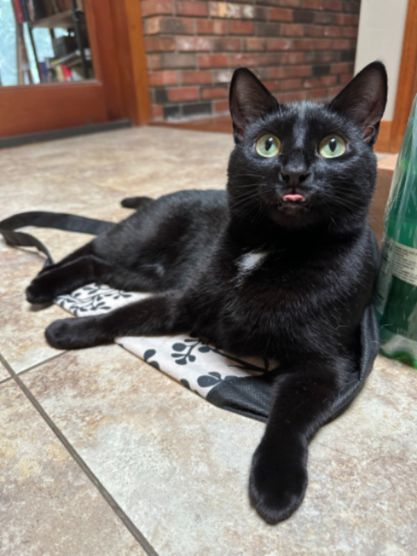 Cats Gon’ Cat on Saturdays