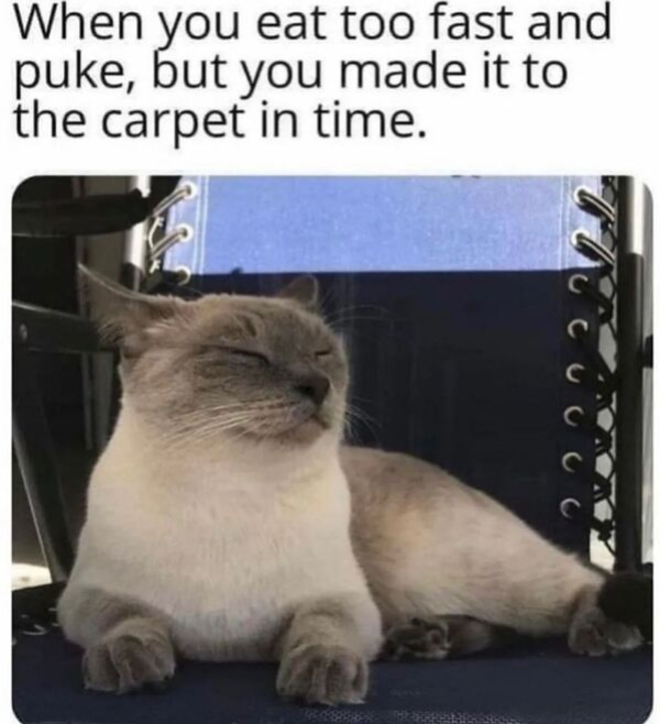 Cats Gon’ Cat on Saturdays