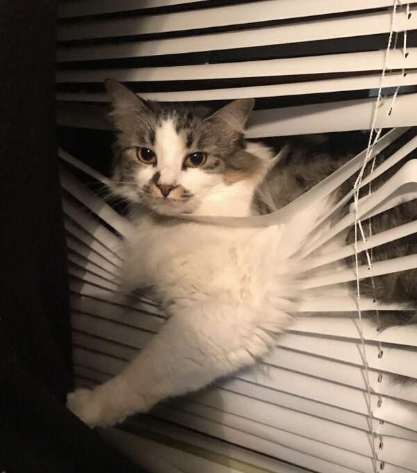 Cats Gon’ Cat on Saturdays