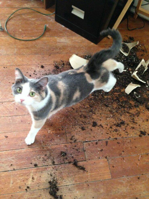 Cats Gon’ Cat on Saturdays