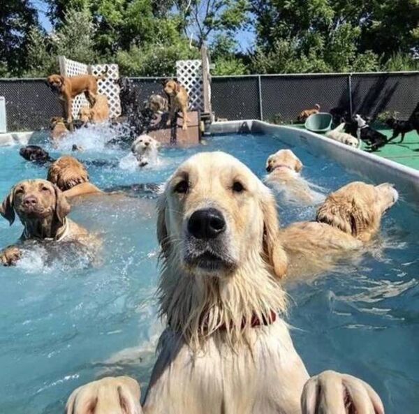 Who Let the Dogs Out?