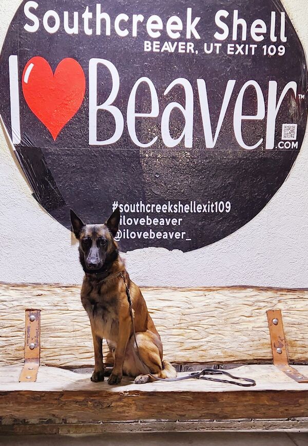 Who Let the Dogs Out?