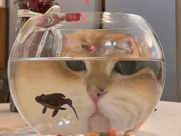 Cats Gon’ Cat on Saturdays