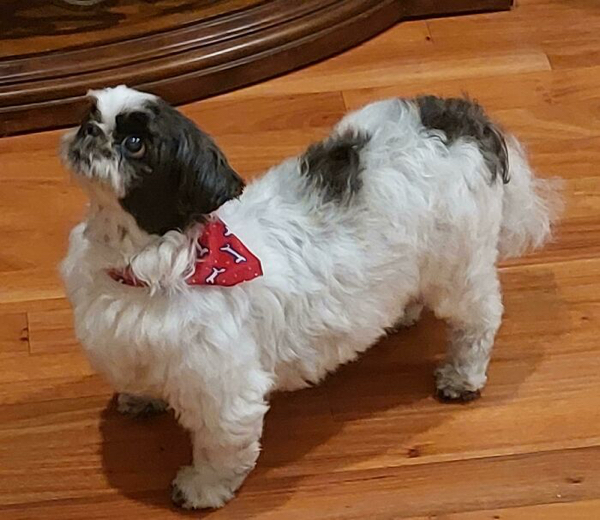 Pet haircuts that increase the animal's hilarity by 100%