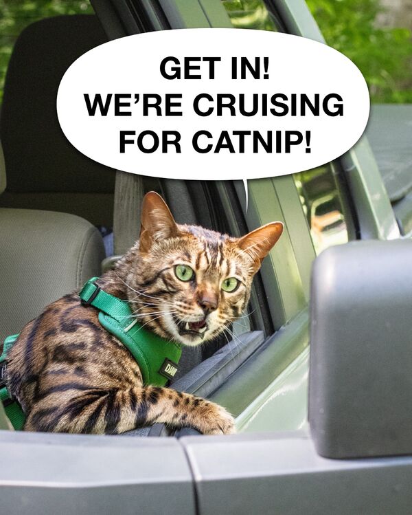 It’s Saturday, Cats Have Taken Over!