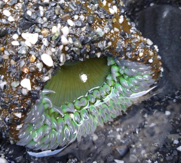 Bizarre Things People Have Found at the Beach