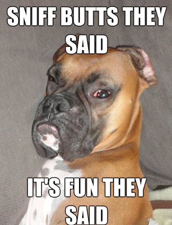 Who Let the Dogs Out?