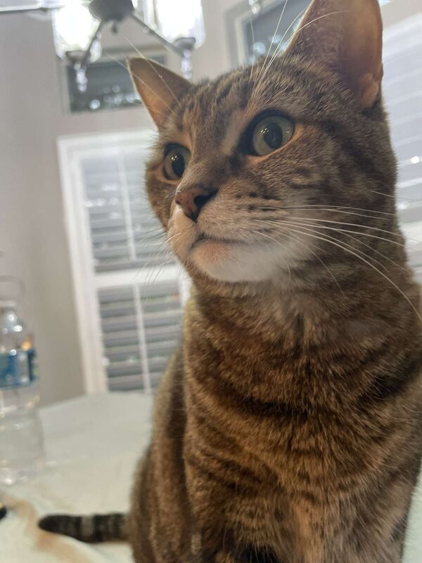 Cats Gon’ Cat on Saturdays