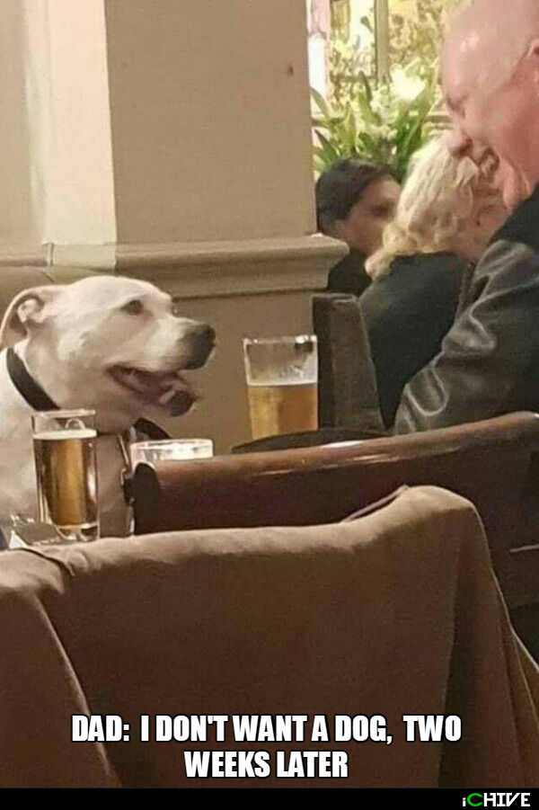 Who Let the Dogs Out?