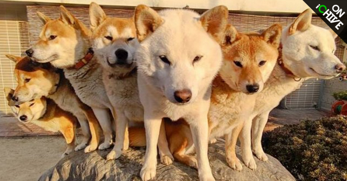 Dopamine Dump