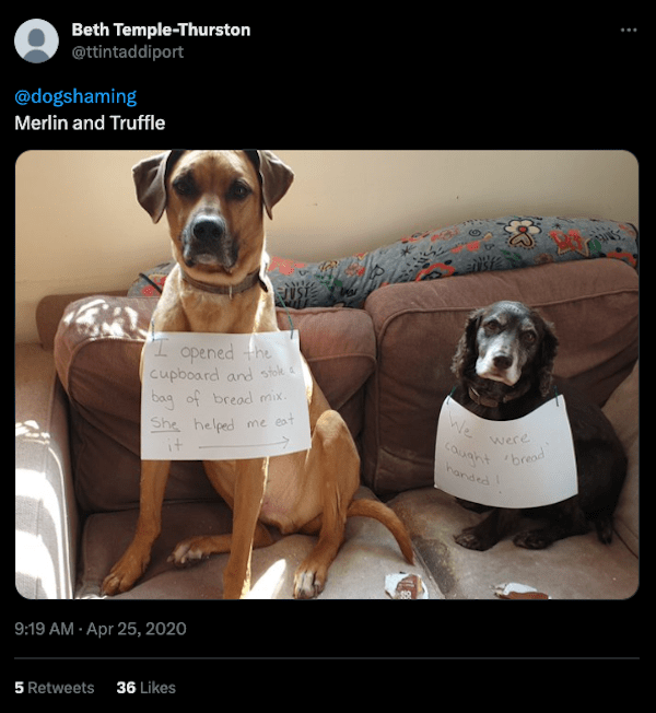 The dog shaming will continue until morale improves