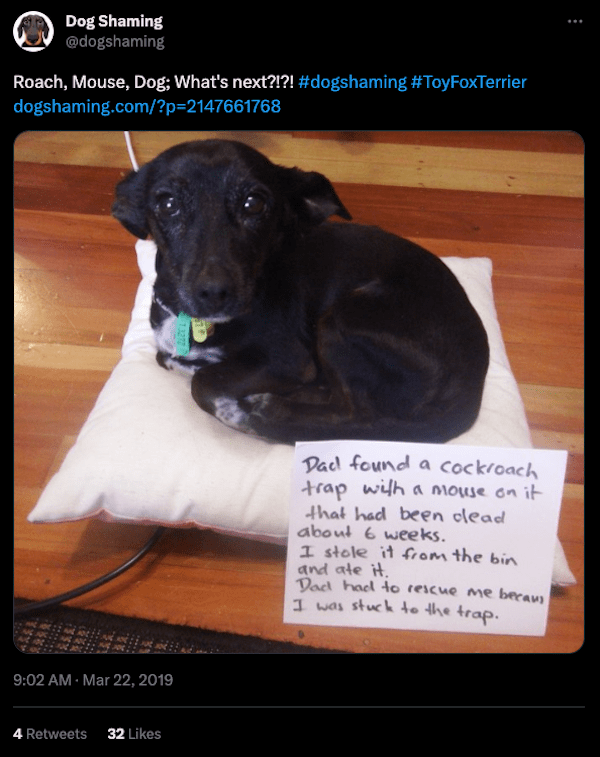 The dog shaming will continue until morale improves